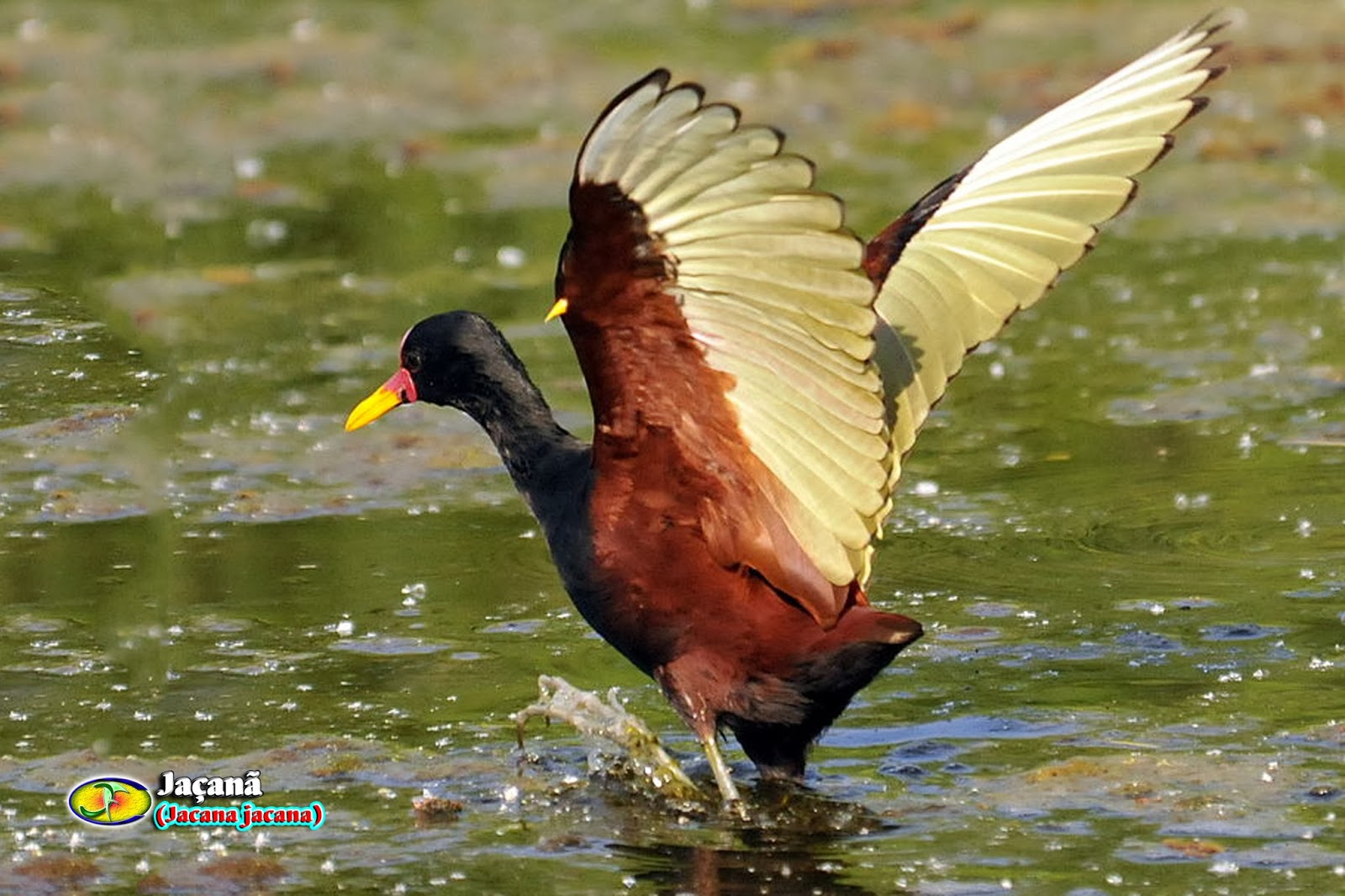 Zoologia: Jaçanã (Jacana jacana)